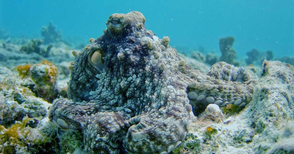 Die Welt der Oktopoden - Flow